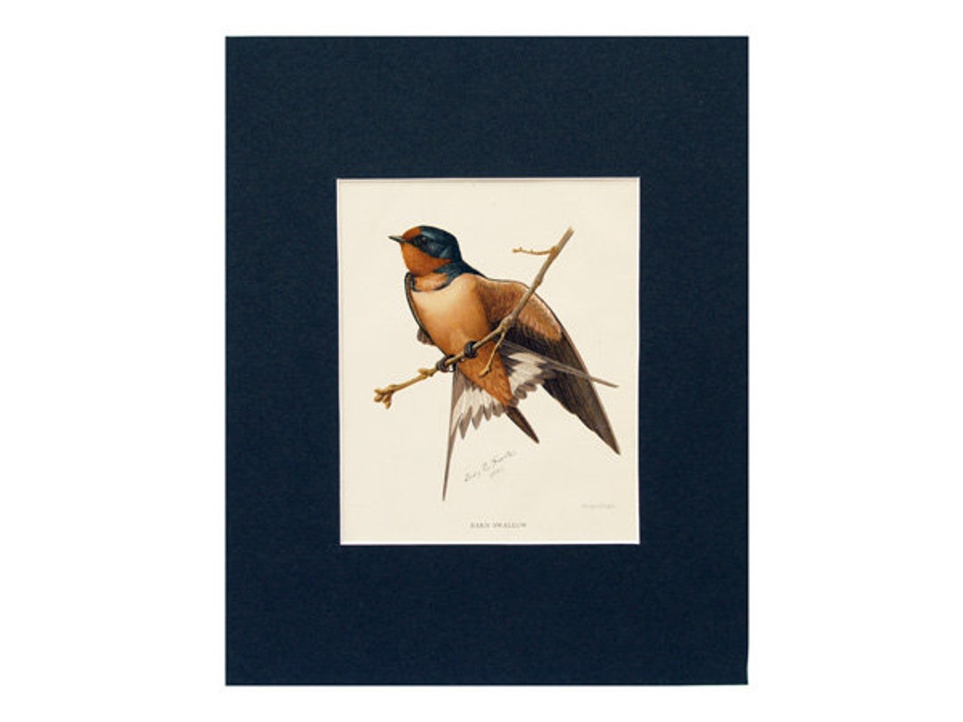 Barn Swallow 1901 Color Plate - Etsy
