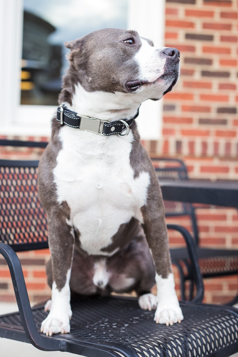 Boy Dog Collar With Bow Tie Leather Dog Collar Quick | Etsy