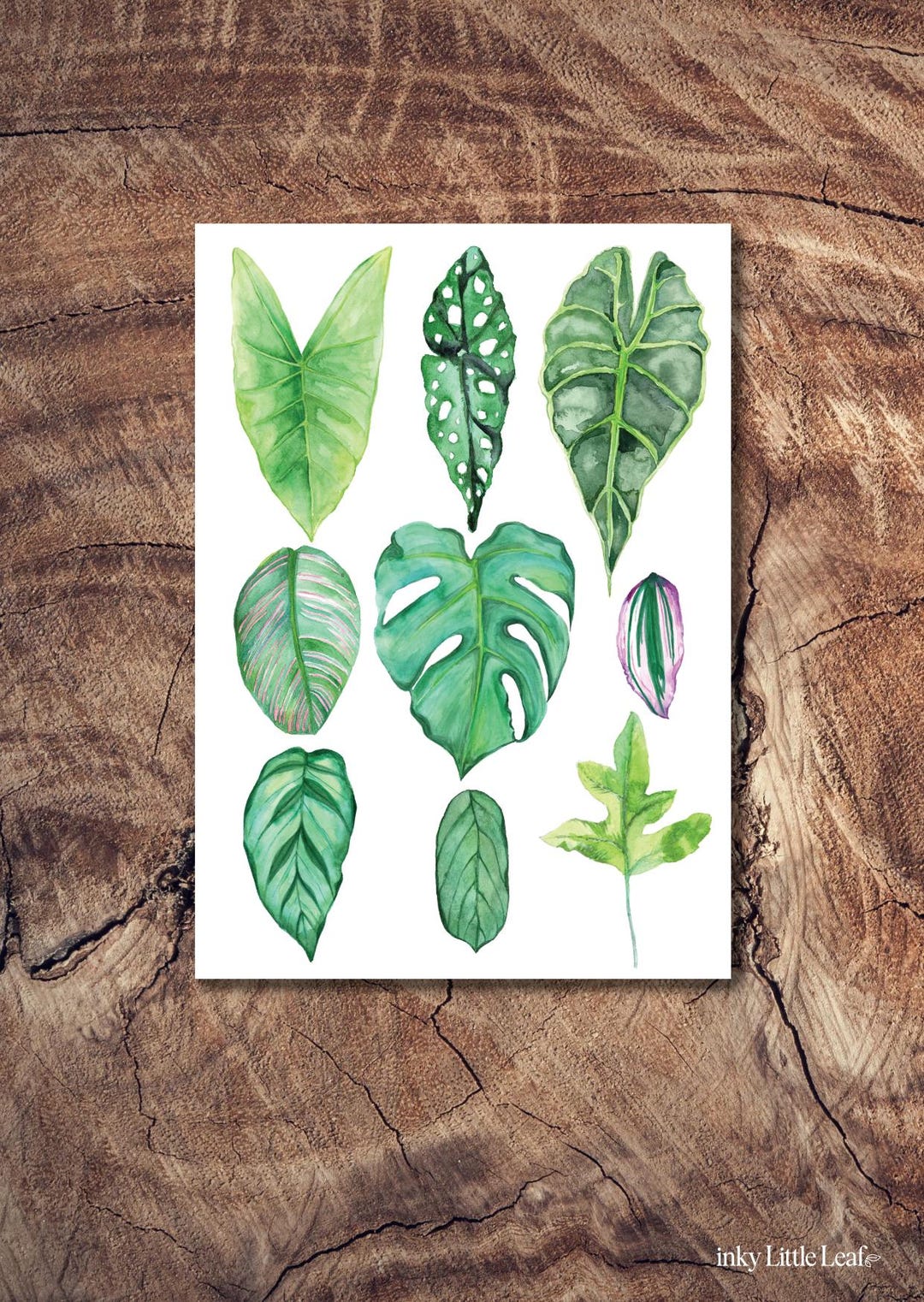 Watercolour Houseplant Greeting Card | Monstera, Elephants Ear - Etsy