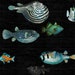 Acquario Fish Wallpaper Black Teal Orange REMOVABLE Peel and Stick Self ...