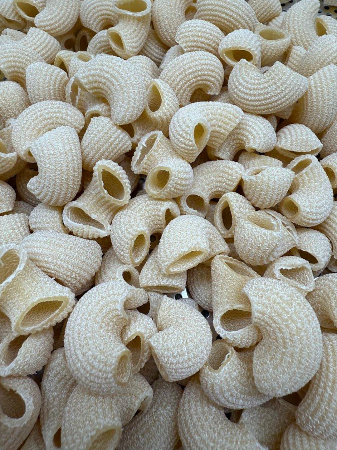 Lumache Pasta Shells: Homemade Artisanal Durum Wheat, 1 Lb - Etsy