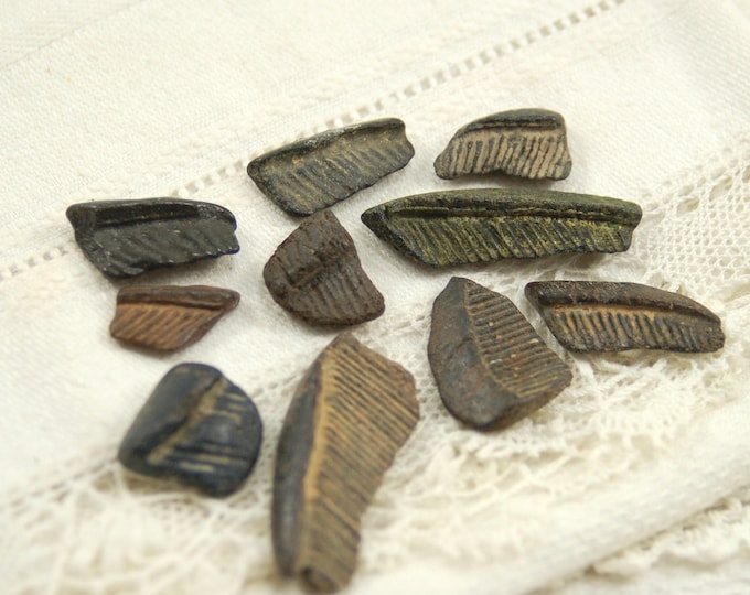 10 Fossilized Bonnet Ray Dental Plates Teeth (no.v1) - Etsy