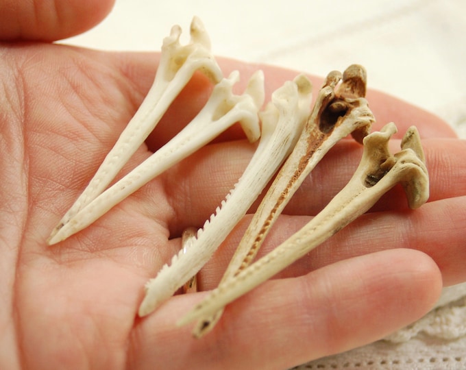 5 Catfish Barbs - Spiky and Serrated (no.24c) - Etsy