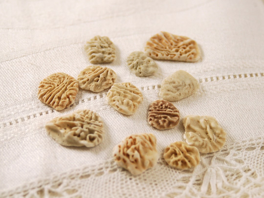 12 Squiggly Fossilized Sand Dollar Pieces (stock Photos) - Etsy
