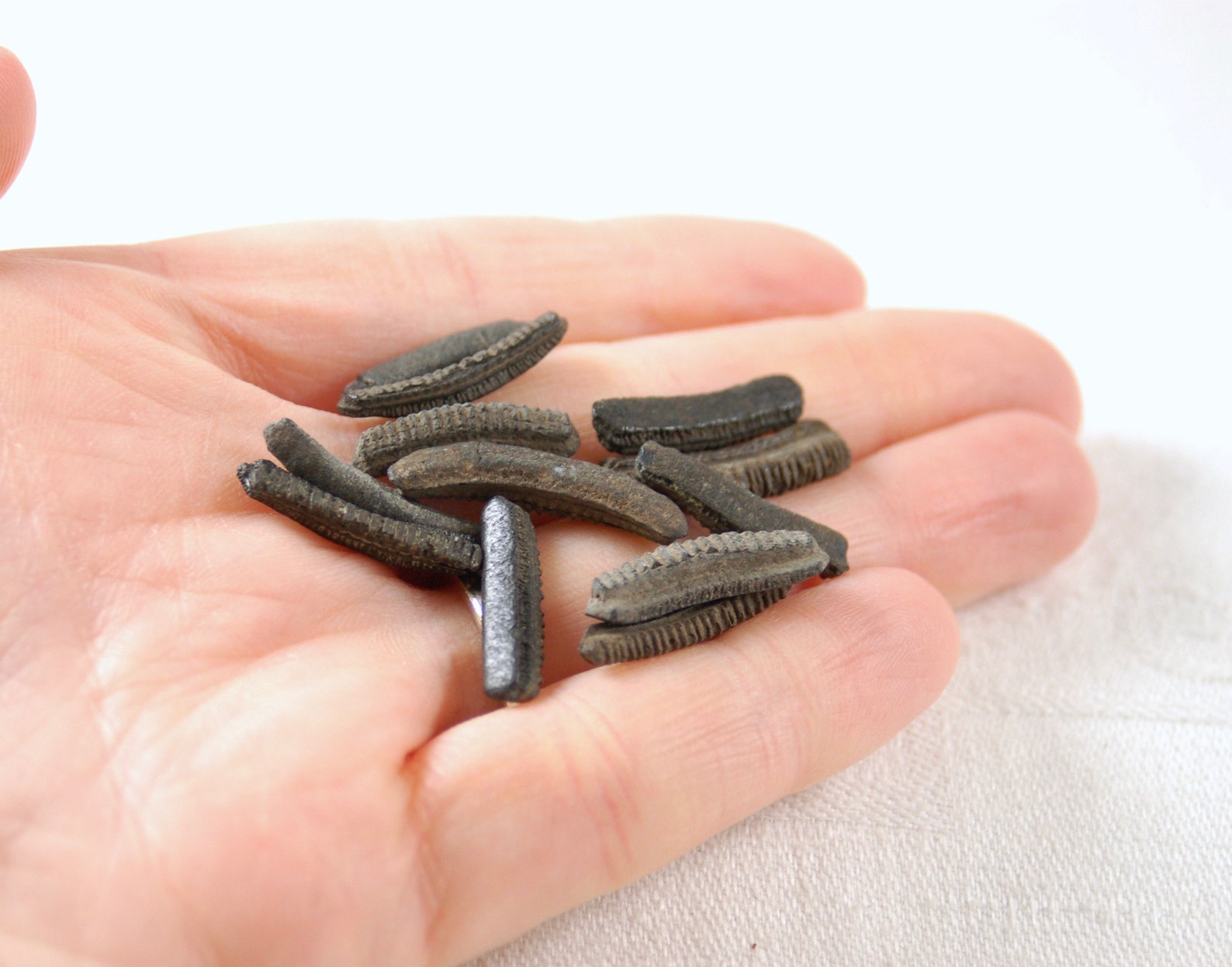 12 Fossil Stingray Dental Plates Teeth - Tiny Thin Fossilized (stock ...