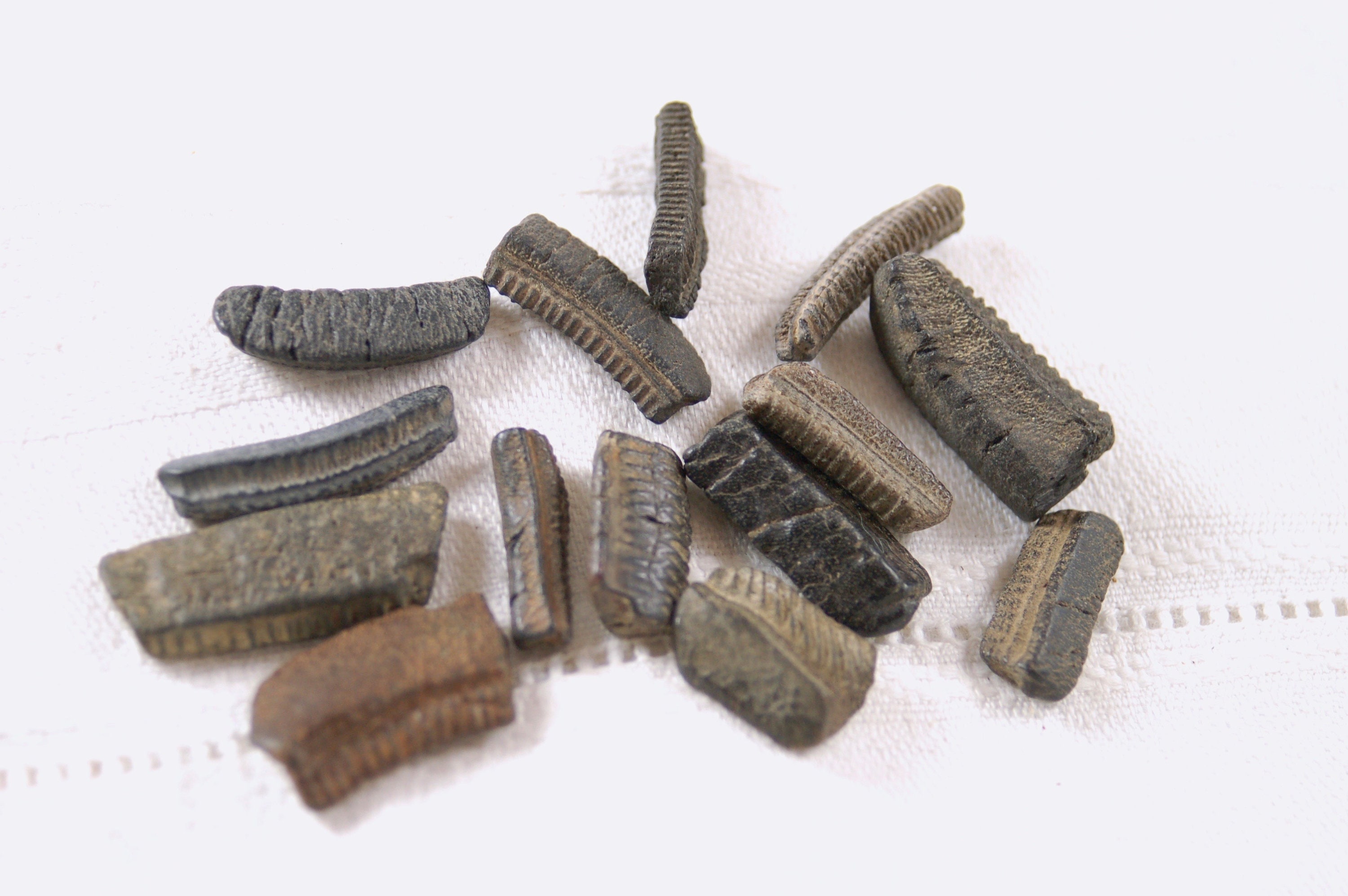 14 Fossilized Stingray Teeth - Dental Plates - Assorted (stock Photos ...