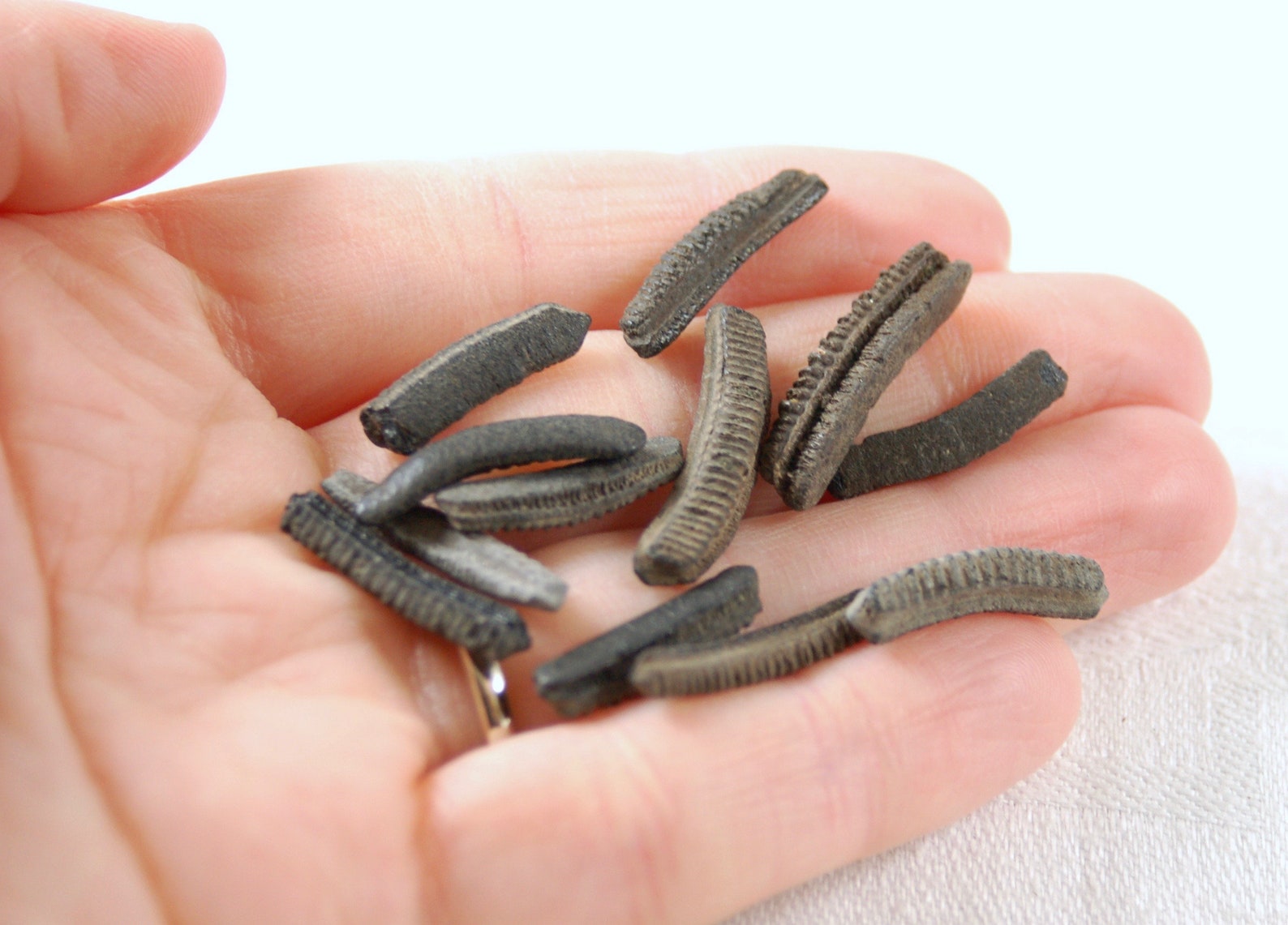 12 Fossil Stingray Dental Plates Teeth - Tiny Thin Fossilized (stock ...