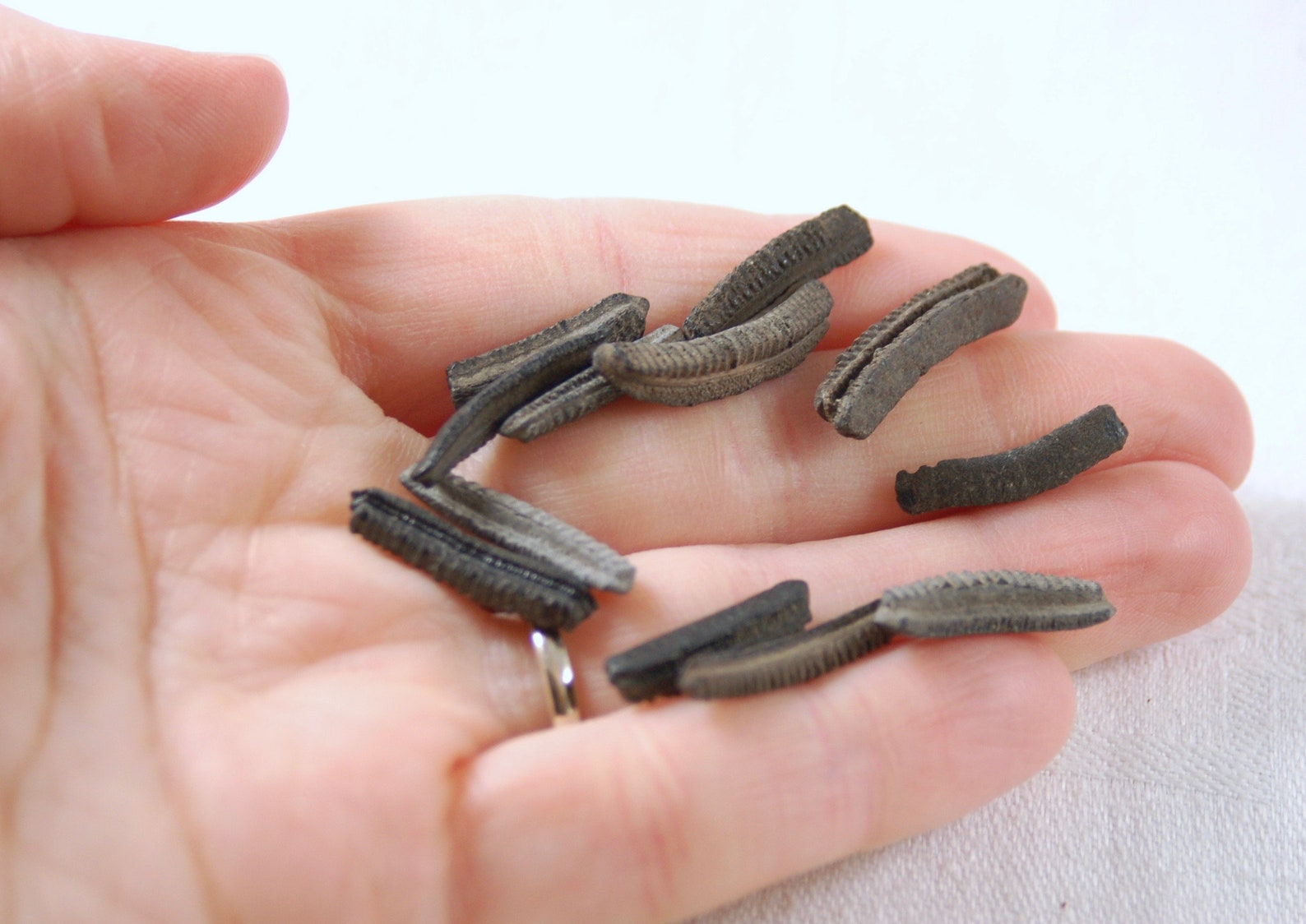 12 Fossil Stingray Dental Plates Teeth - Tiny Thin Fossilized (stock ...