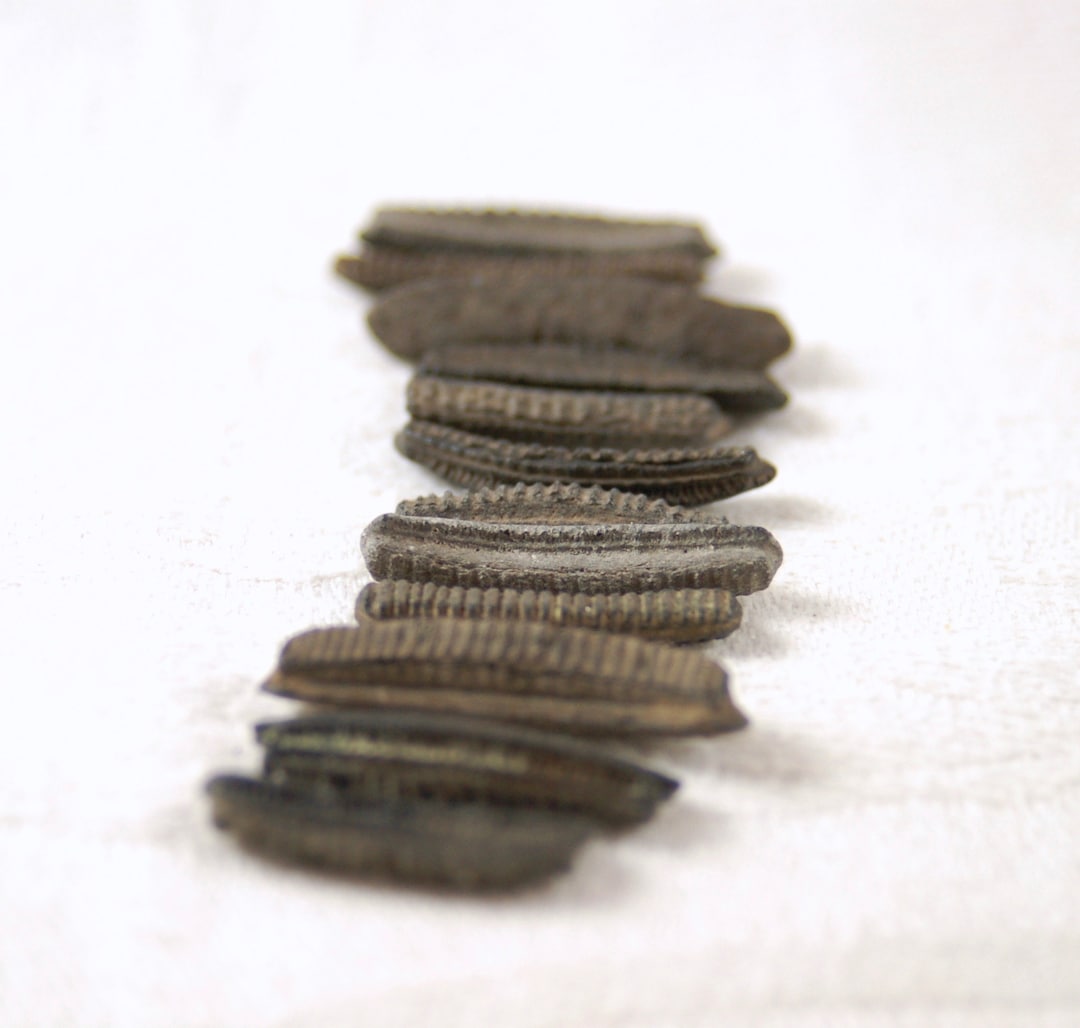 12 Fossil Stingray Dental Plates Teeth - Tiny Thin Fossilized (stock ...