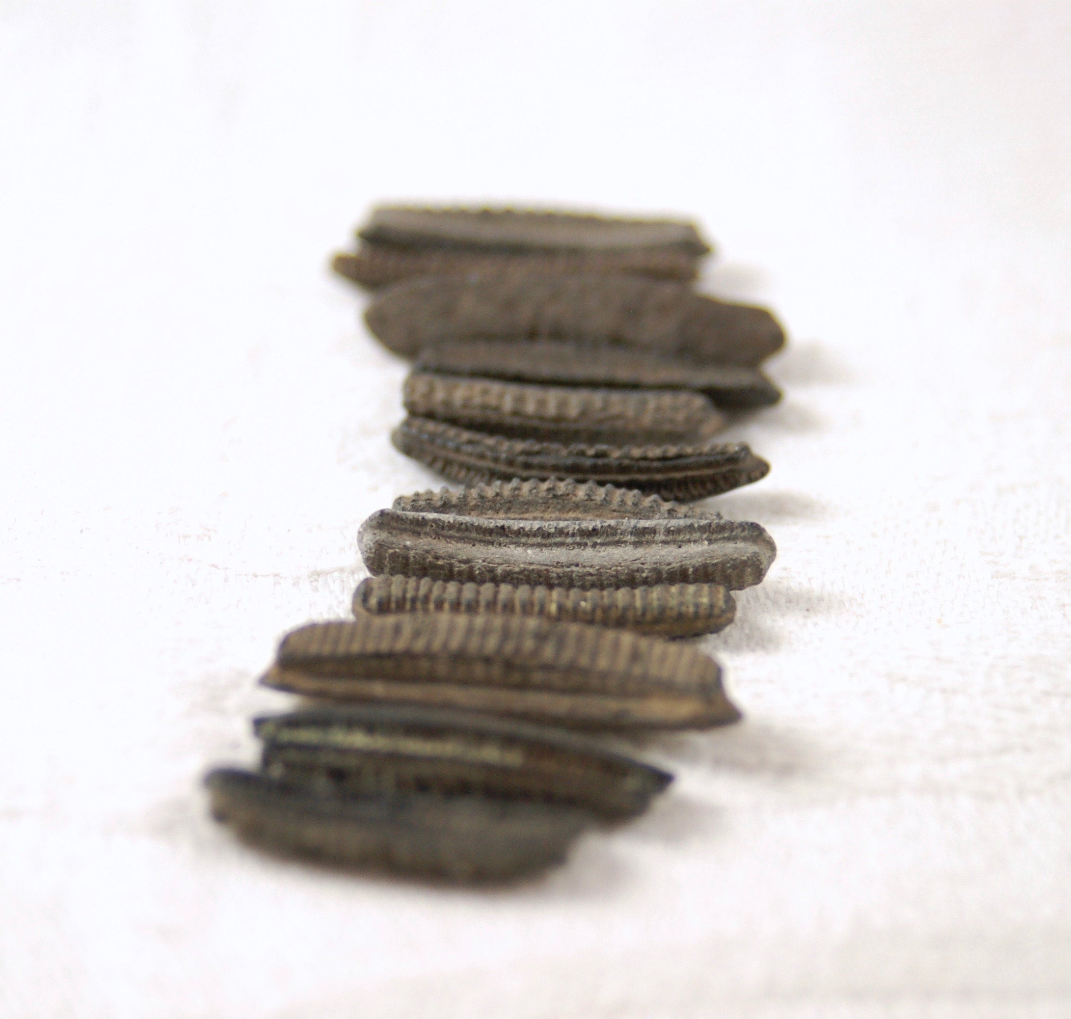 12 Fossil Stingray Dental Plates Teeth - Tiny Thin Fossilized (stock ...