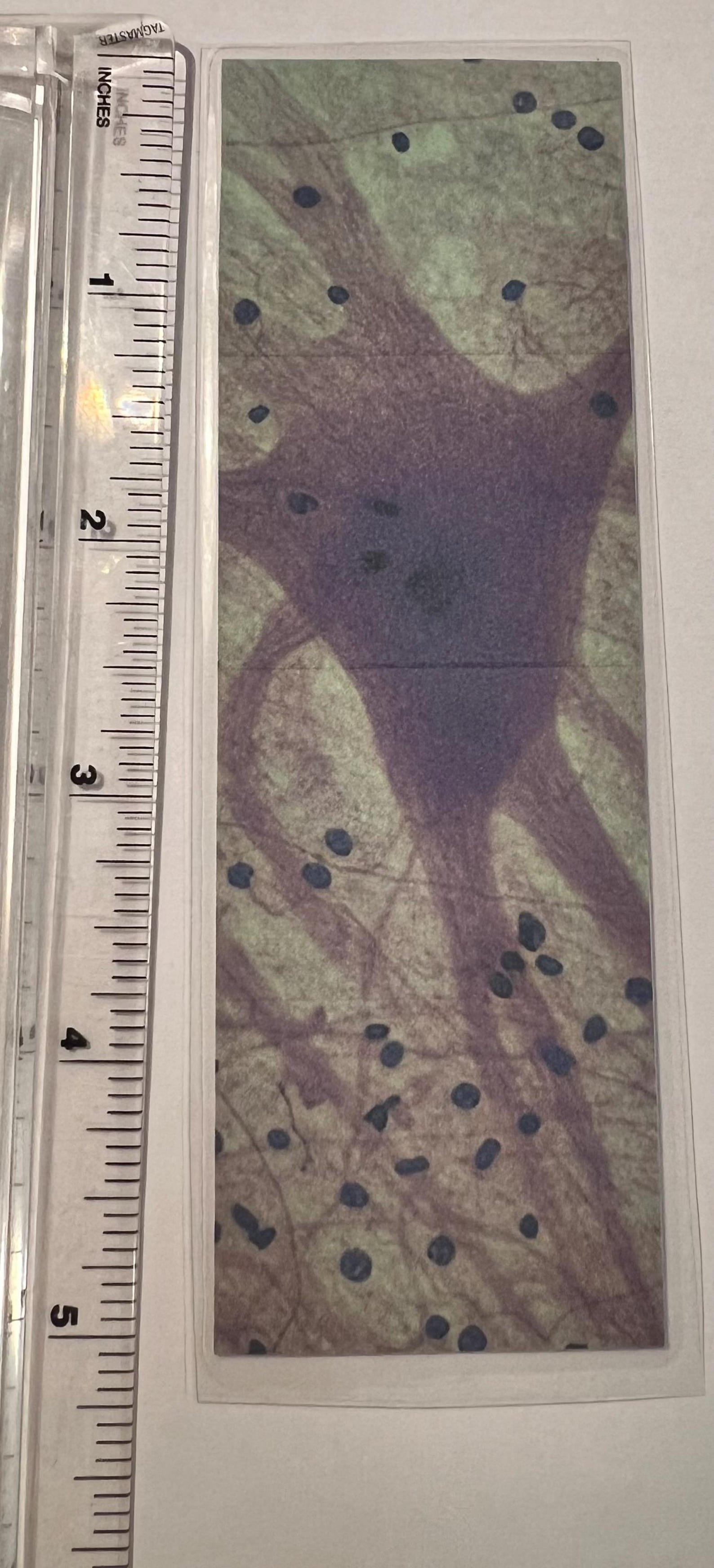 Spinal Cord Motor Neuron Histology Bookmark - Etsy