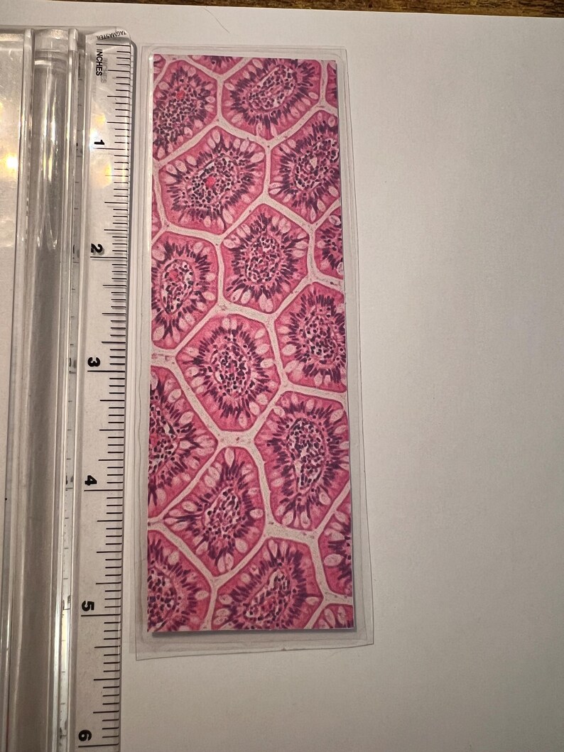 Small Intestine Villi Bookmark – Histology Art, Anatomy Bookmark - Etsy