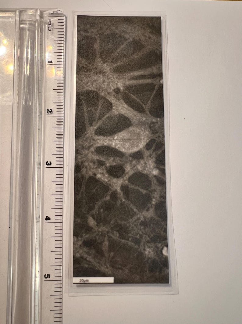 Neuronal Network Bookmark: Brain Histology Art, Neuroscience Gift - Etsy