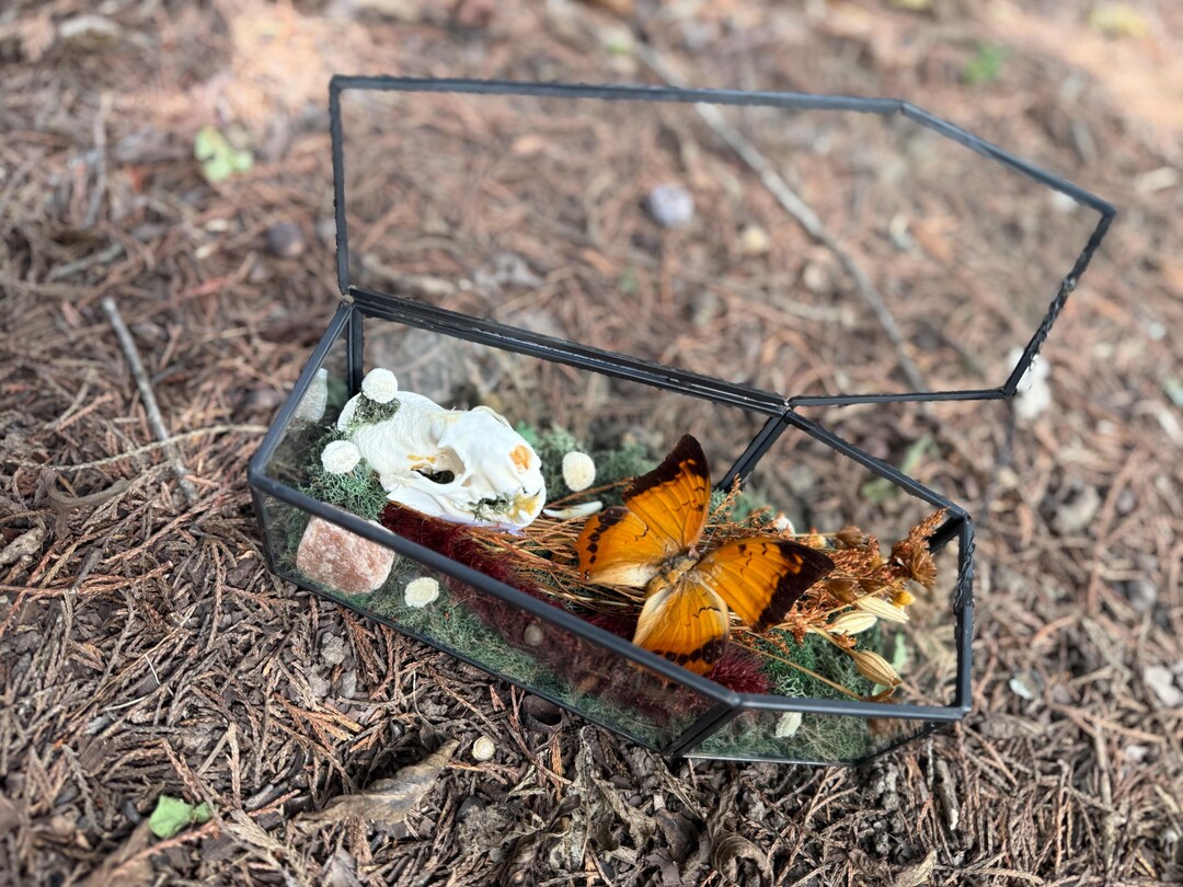 Glass Coffin Terrarium - Etsy