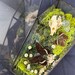 Glass Coffin Terrarium: Real Butterflies, Bones, Flowers & Crystals - Etsy