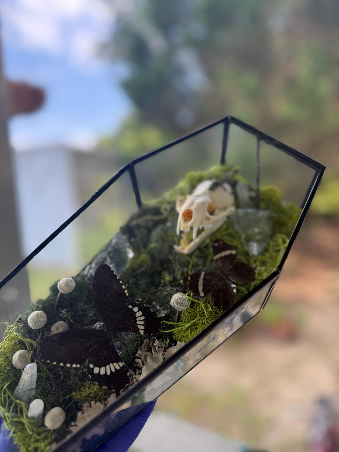 Glass Coffin Terrarium: Real Butterflies, Bones, Flowers & Crystals - Etsy