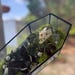 Glass Coffin Terrarium: Real Butterflies, Bones, Flowers & Crystals - Etsy