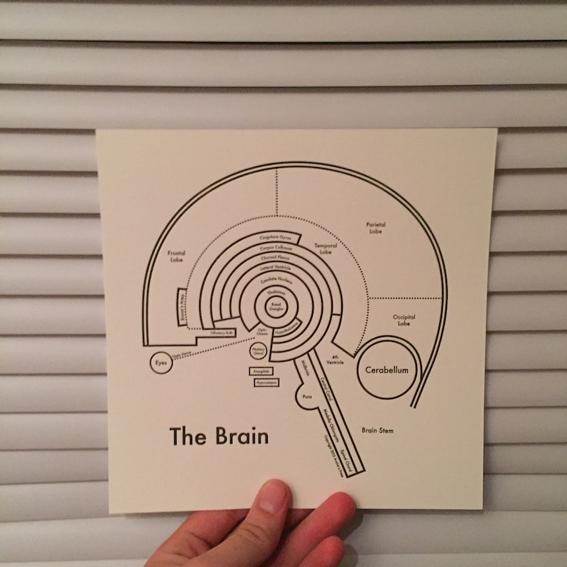 Brain Map 8x8 Letterpress Print - Etsy
