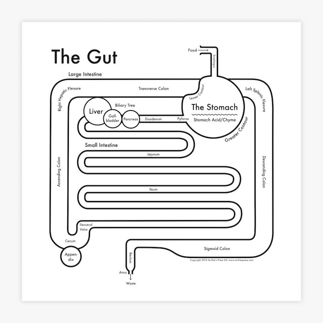 Gut Map Letterpress 8"x8" - Etsy