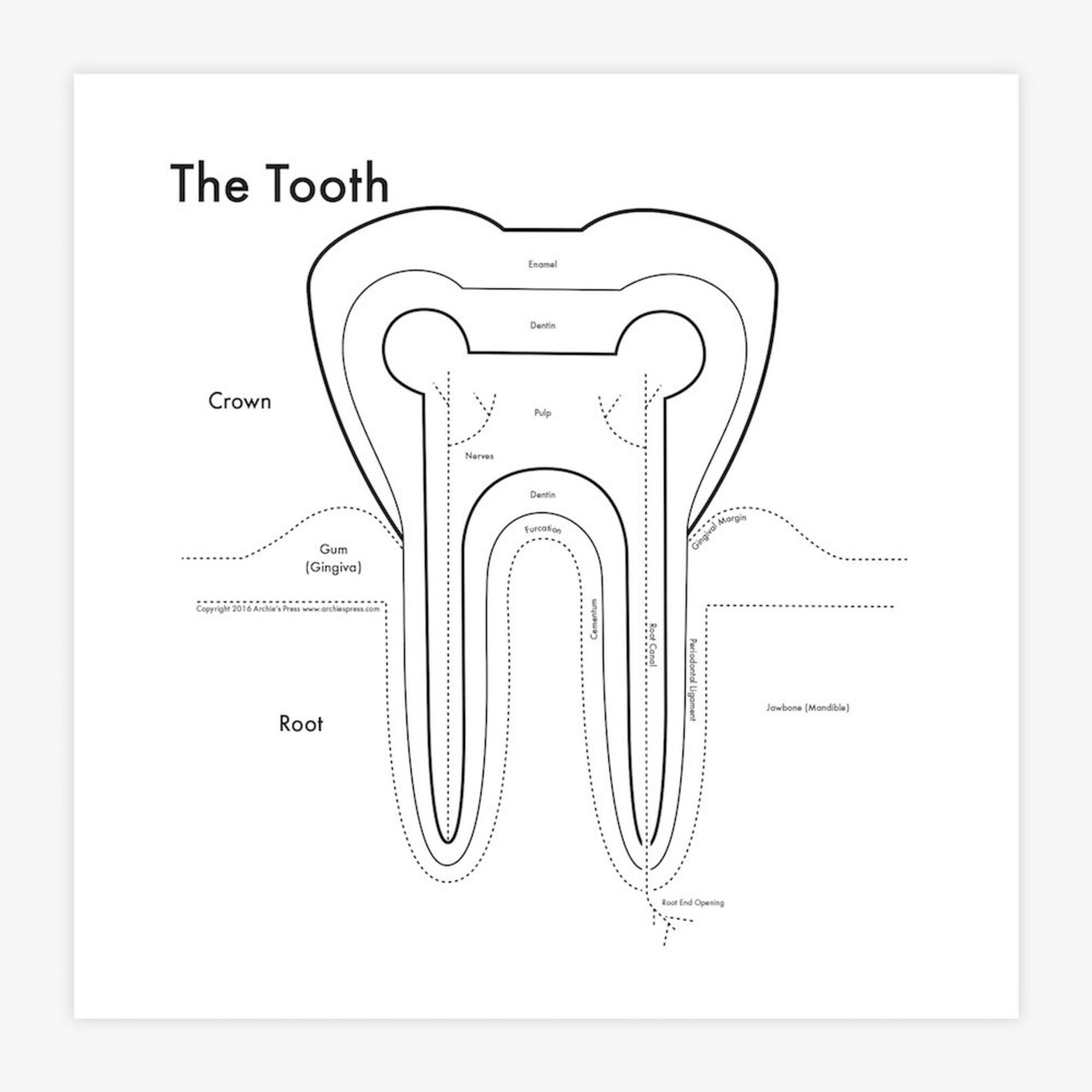 Gráfico de dientes Letterpress Imprimir 8x8 - Etsy España