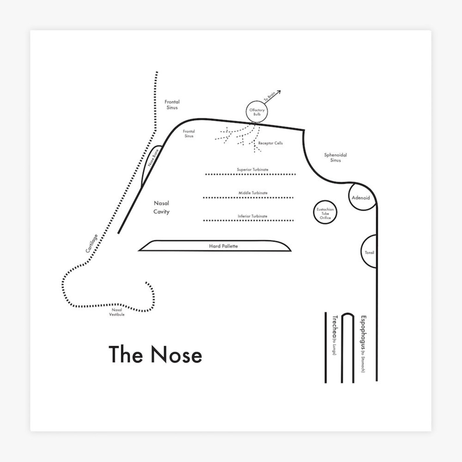 Nose Print 8x8 Letterpress Print - Etsy