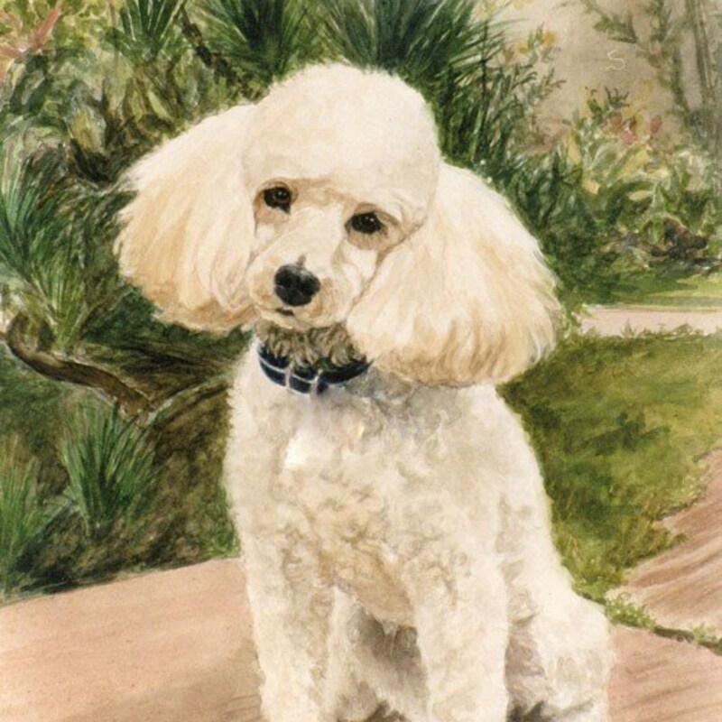 Poodle Art Print - Etsy