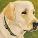 Yellow Labrador Retriever Print, Labrador Portrait Art Print, Yellow ...