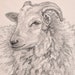 Sheep Pencil Drawing Art Print, Sheep Portrait, Farm Animal Art, Farm ...