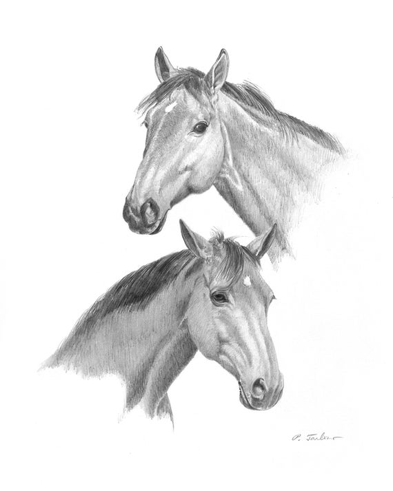 Two Horses Together Drawing