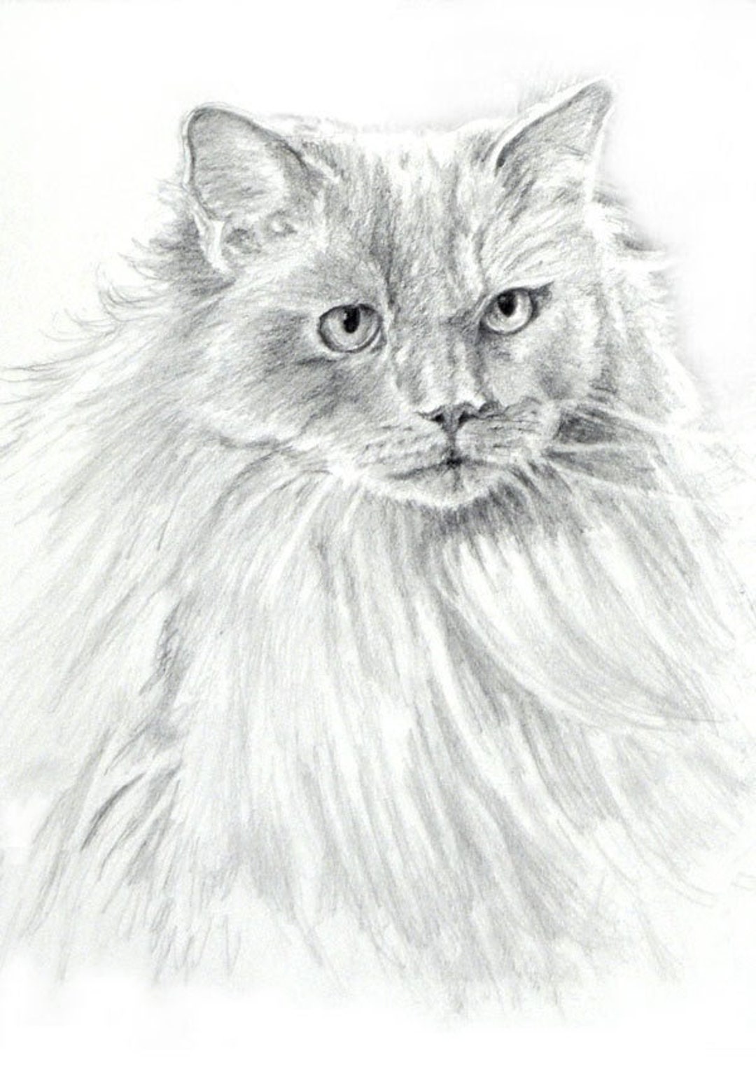 Ragdoll Cat Drawing Art Print, Ragdoll Cat B/W Print, Ragdoll Cat ...