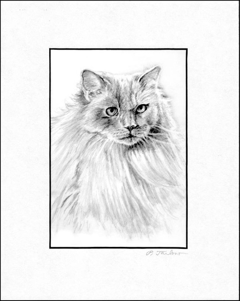 Ragdoll Cat Drawing Art Print, Ragdoll Cat B/W Print, Ragdoll Cat ...
