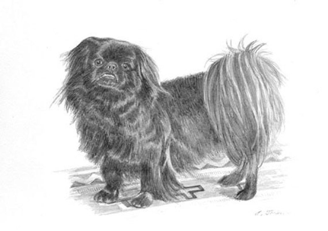 Pekingese Dog Art, Black Peke Print, Pekingese Pencil Drawing, Dog Art ...