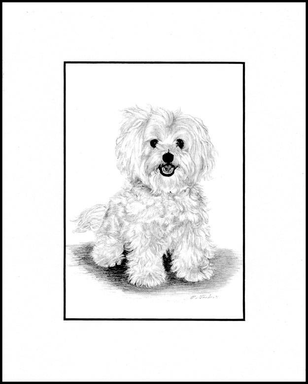 Havanese Dog Drawing Art Print Havanese Pencil Art Havanese | Etsy