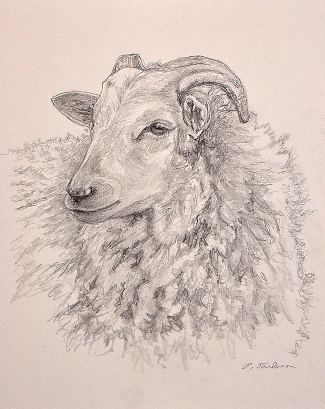 Sheep Pencil Drawing Art Print, Sheep Portrait, Farm Animal Art, Farm ...