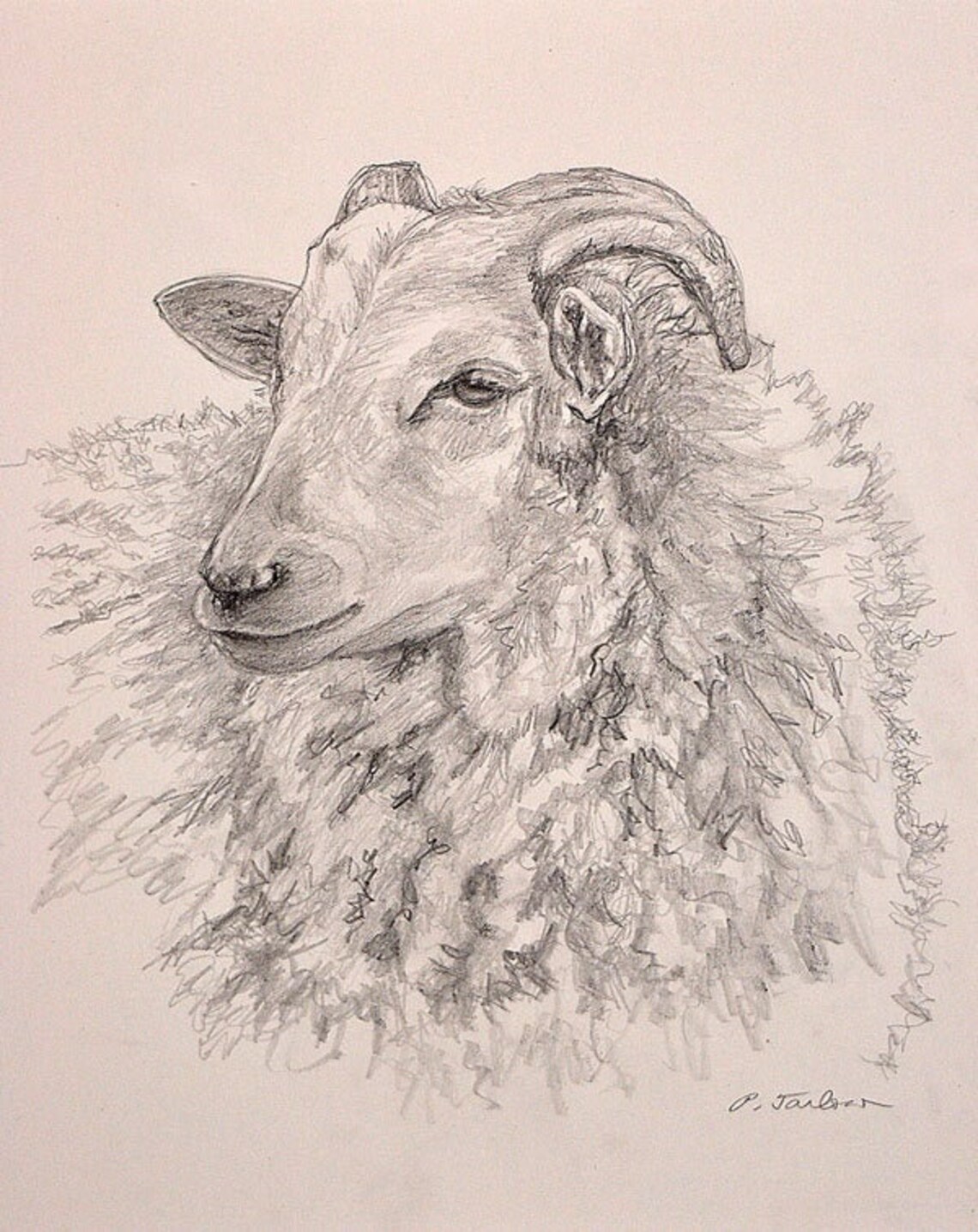 Sheep Pencil Drawing Art Print Sheep Portrait Farm Animal | Etsy
