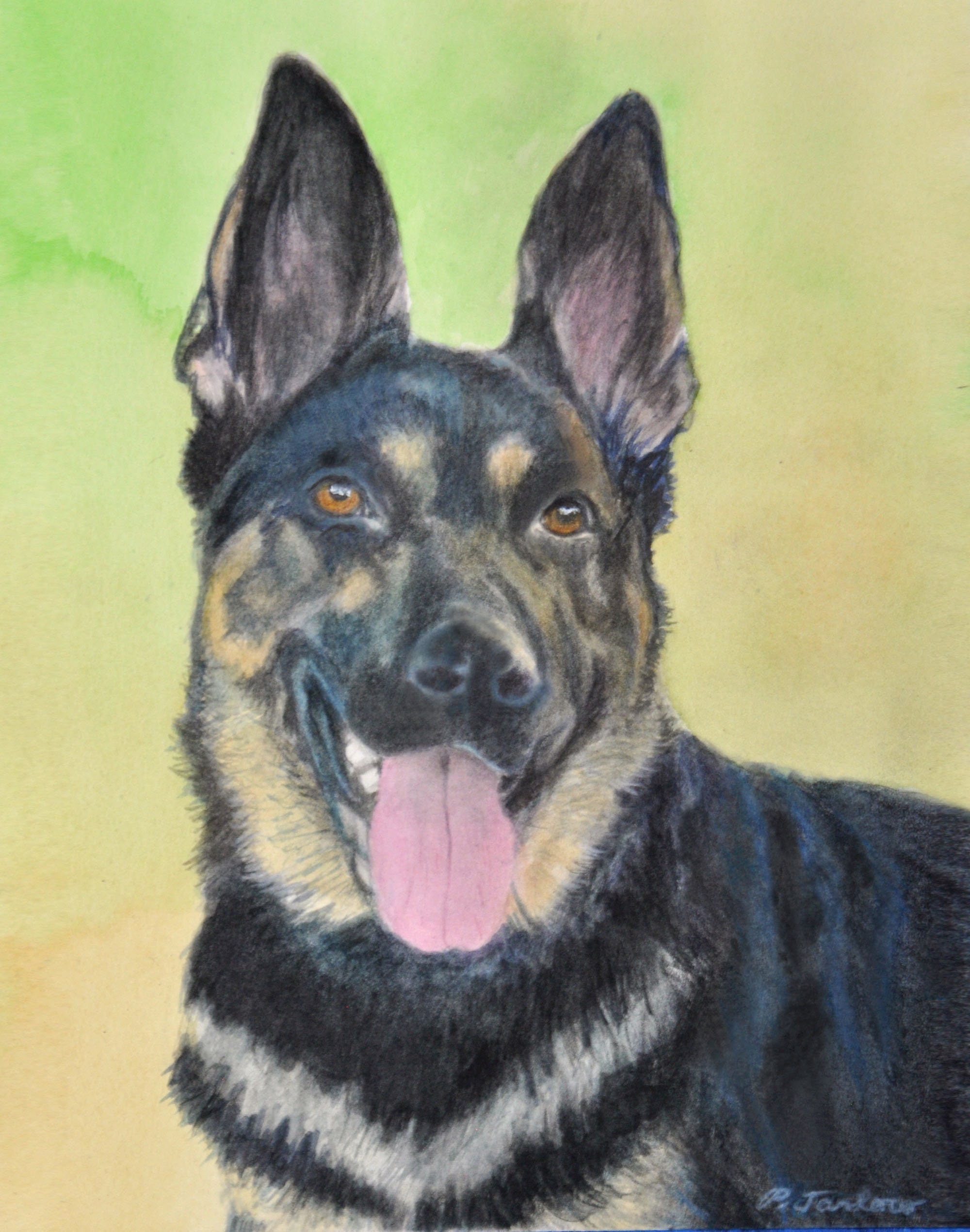 Bicolor German Shepherd