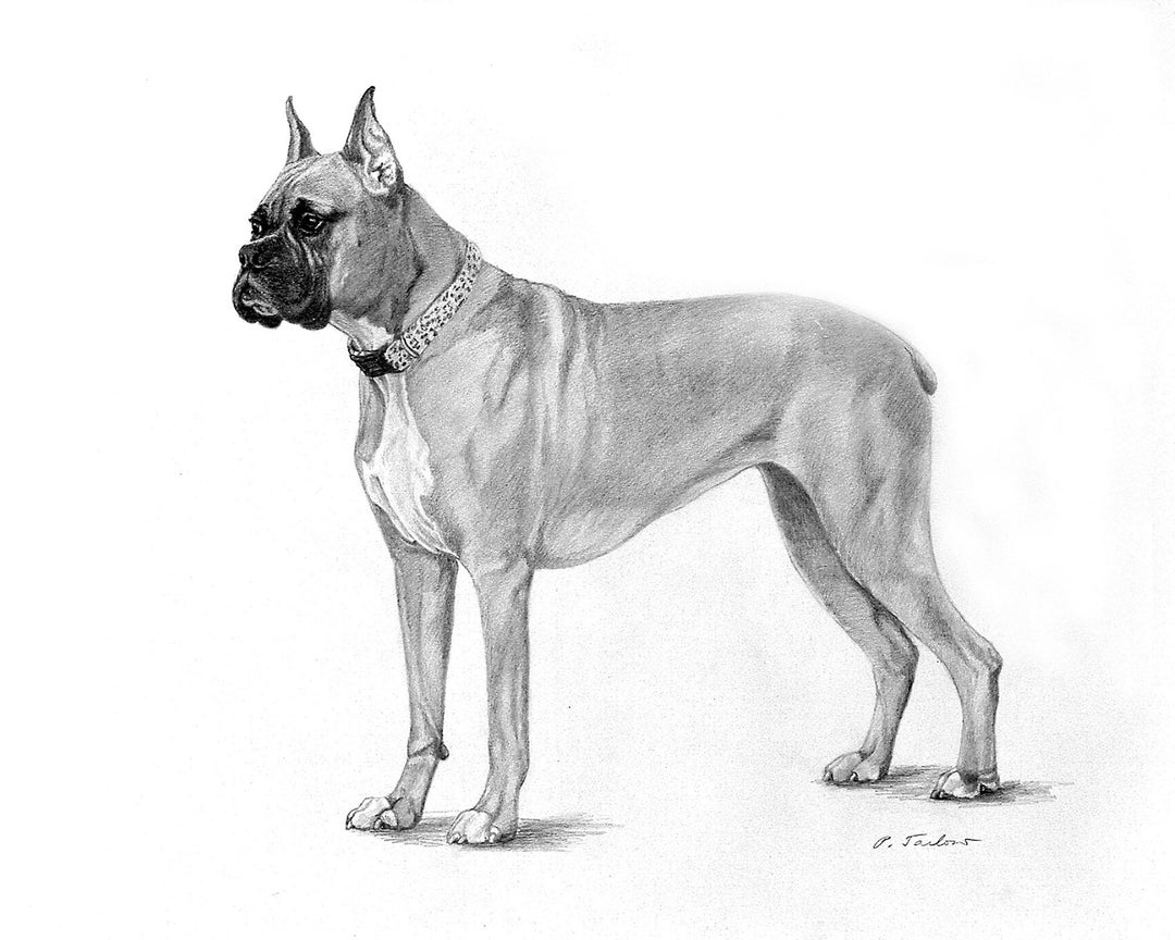 Boxer Dog Drawing Art Print, Boxer Dog Standing Pencil Drawing, Dog Art ...