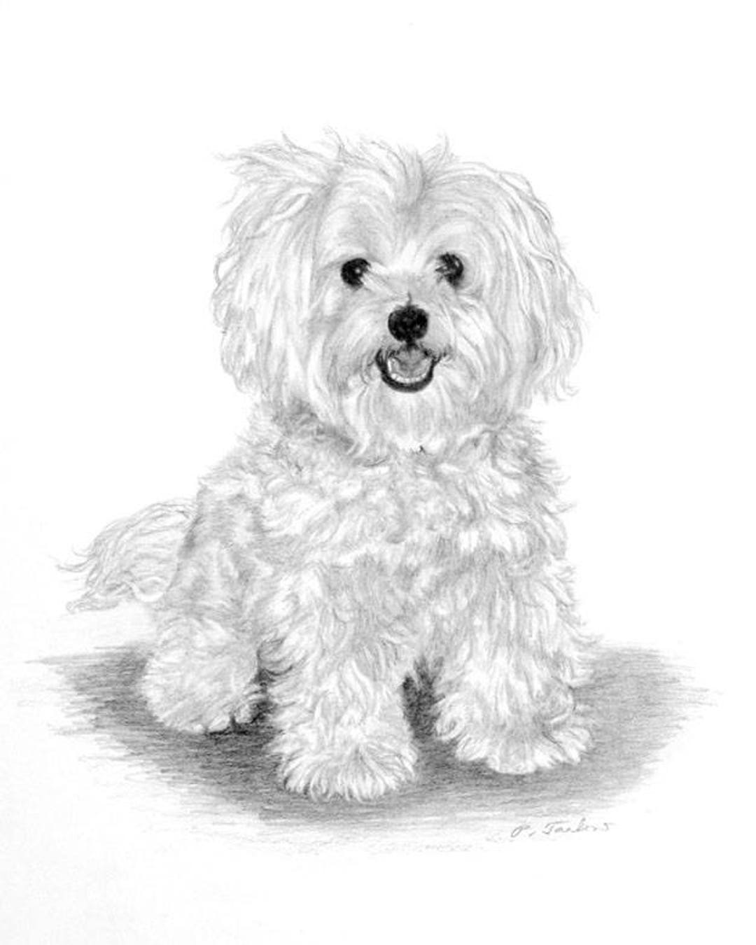 Havanese Dog Drawing Art Print, Havanese Pencil Art, Havanese BW Print ...