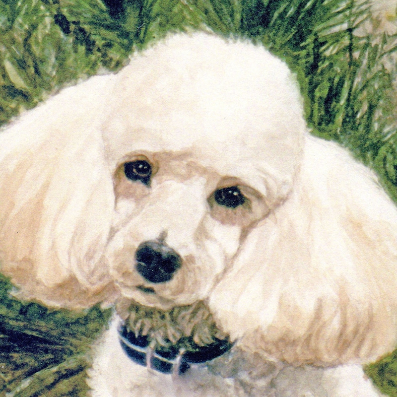 Poodle Portrait - Etsy