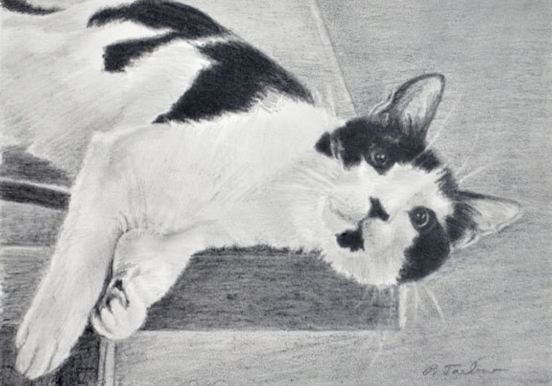 Black and White Cat Art Cat Drawing Art Print Black and - Etsy