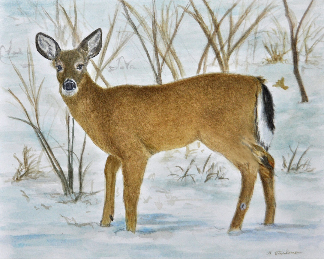 Deer in Snow Art Print, White Tail Deer Art, Woodland Animal, Doe in ...