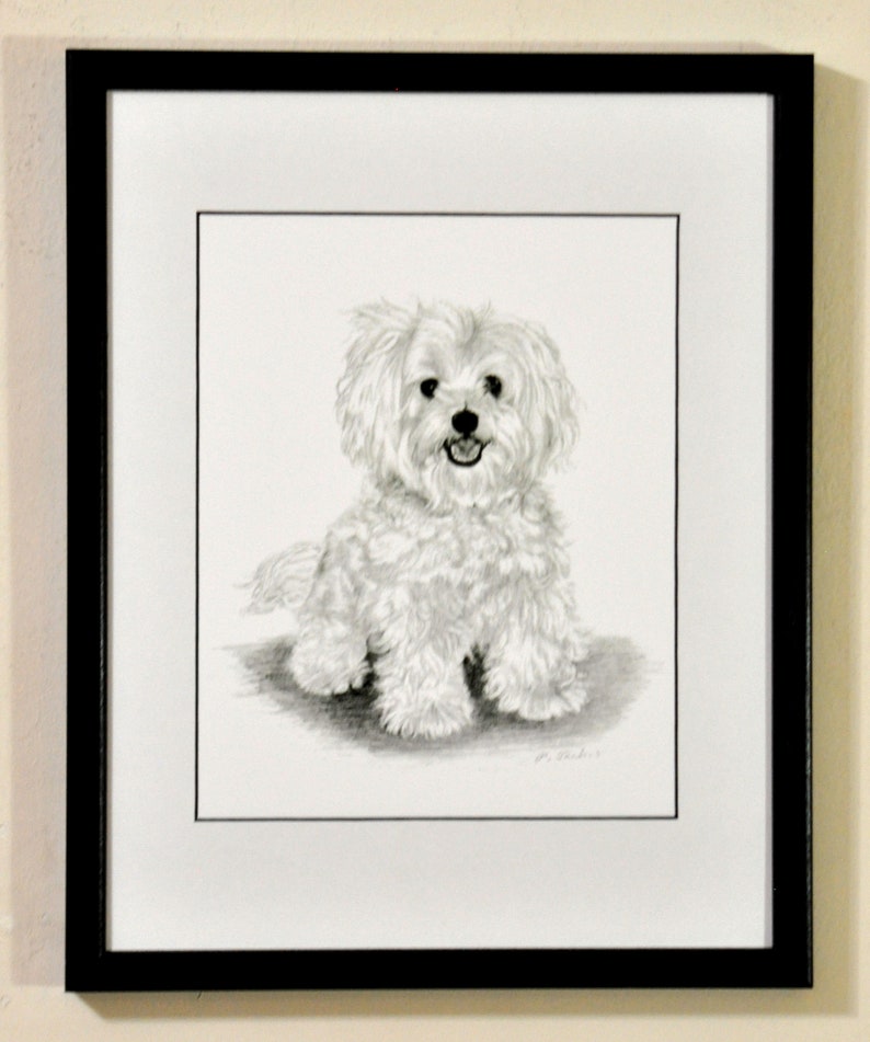 Havanese Dog Drawing Art Print Havanese Pencil Art Havanese | Etsy