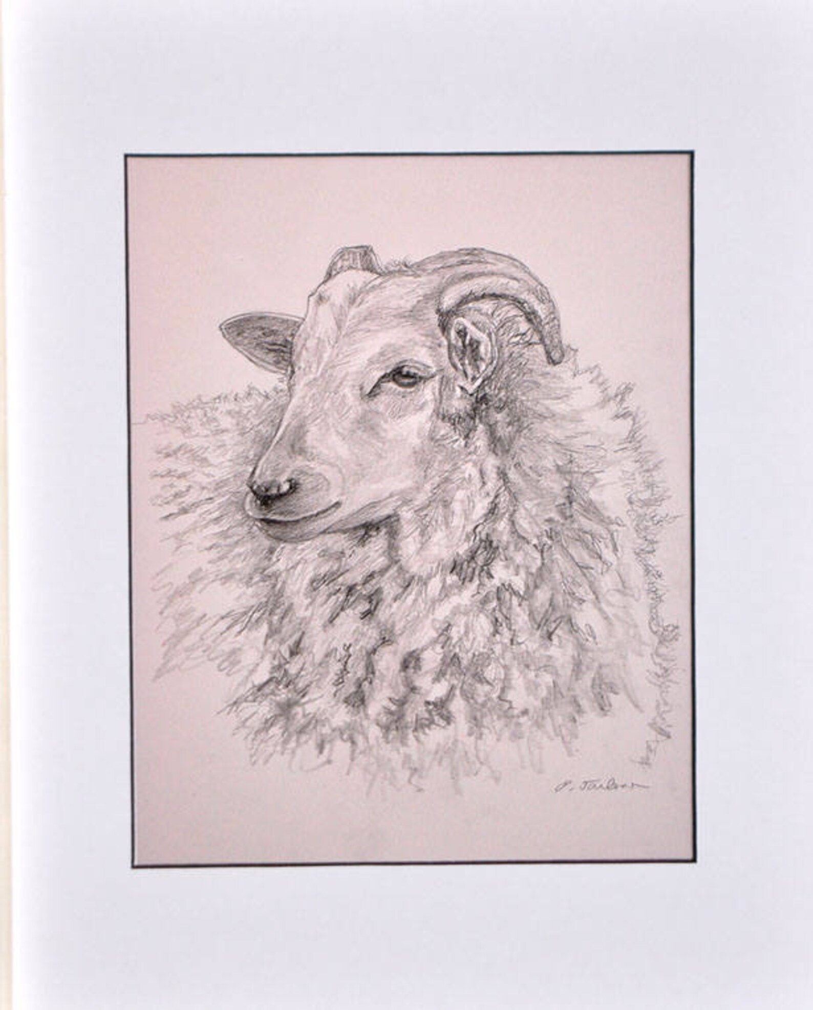 Sheep Pencil Drawing Art Print Sheep Portrait Farm Animal | Etsy