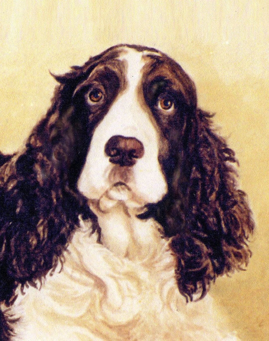 English Springer Spaniel Portrait Art, Springer Spaniel Watercolor ...