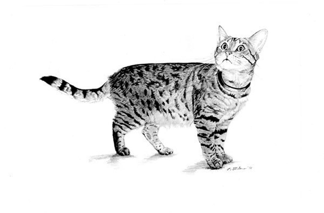 Cat Drawing Print, Tabby Cat Art, Tabby Cat Drawing, Cat Art Print ...