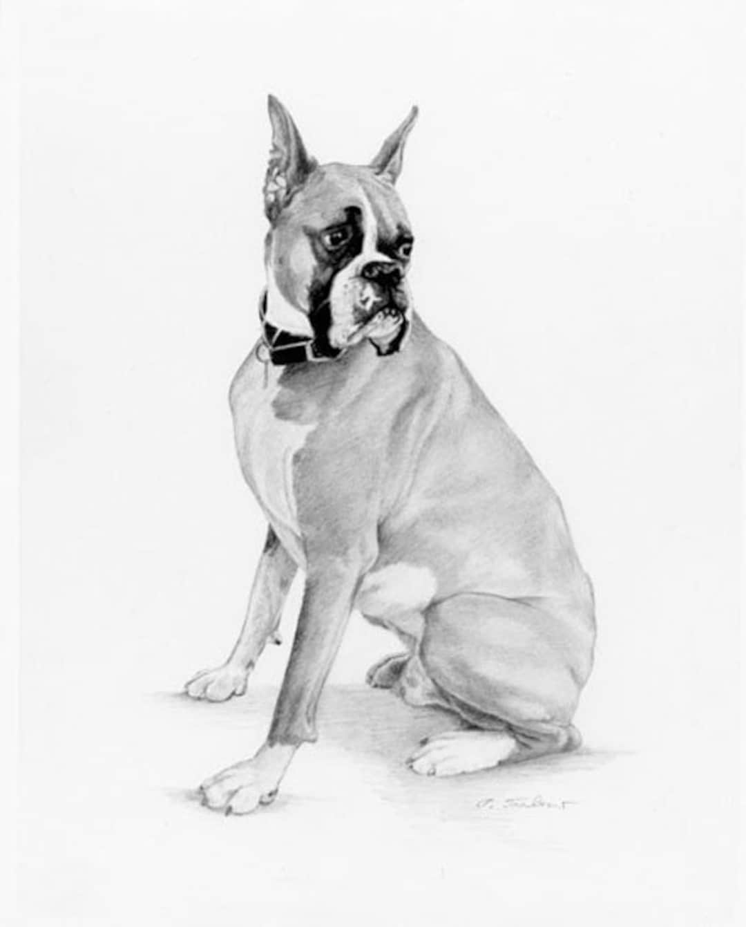 Boxer Dog Drawing Art Print, Dog Pencil Drawing, Dog Art Print, Boxer ...