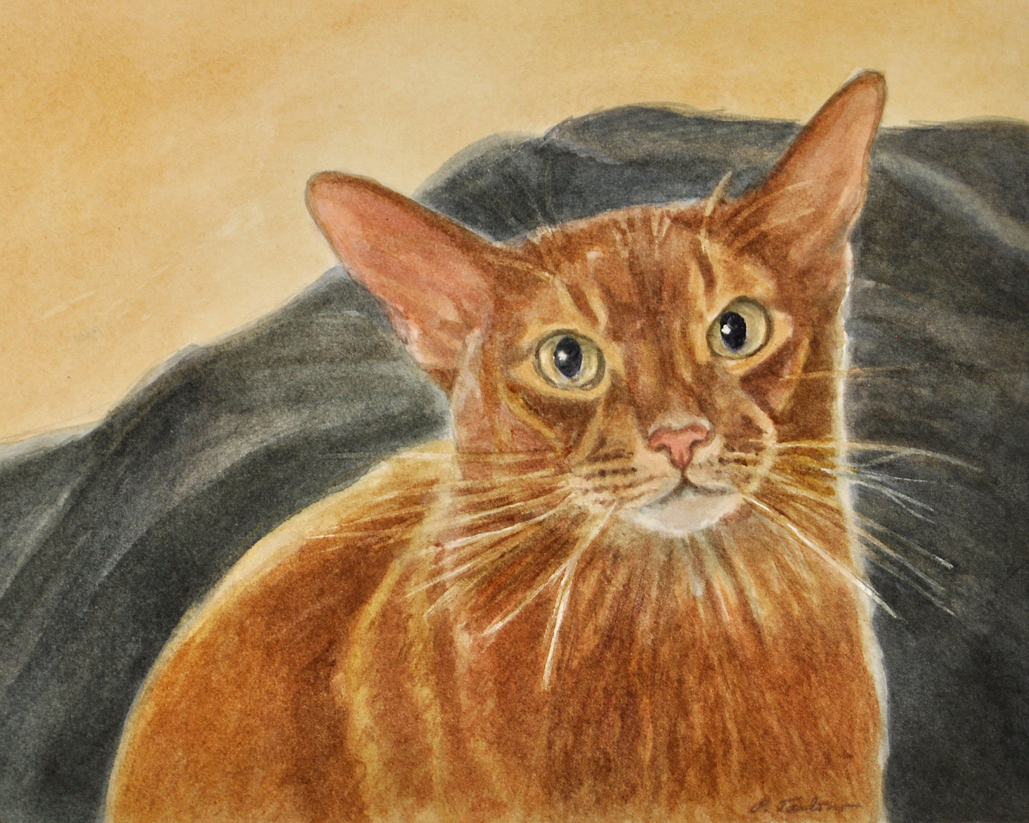 Abyssinian Cat Art Abyssinian Cat Print Aby Cat Art Cat | Etsy