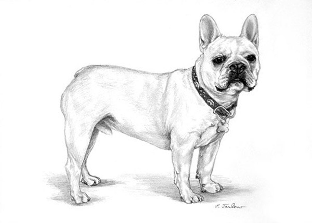 French Bulldog Art Print, French Bulldog Drawing, French Bulldog Art ...