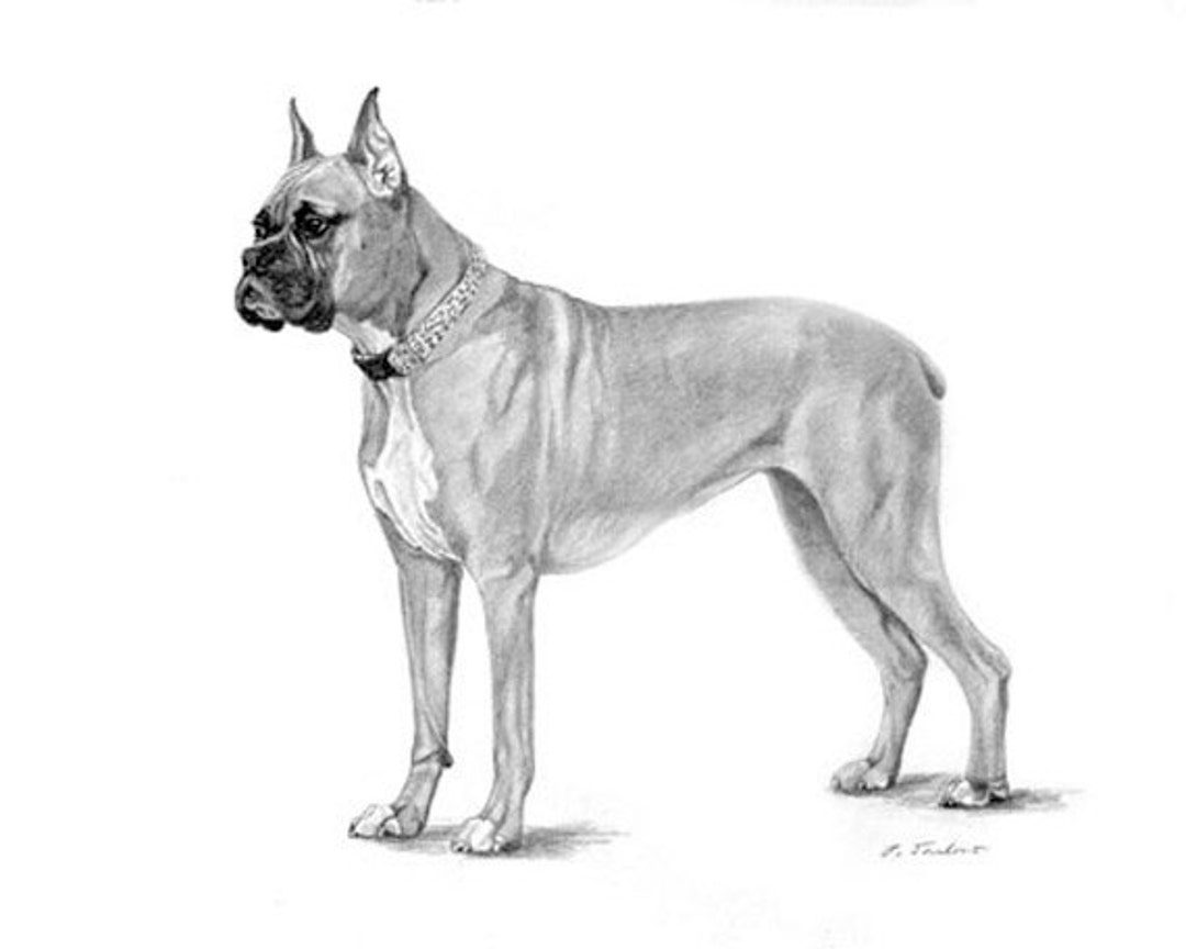 Boxer Dog Art Print, Boxer Dog Pencil Drawing, Dog Art, Dog Art Print ...