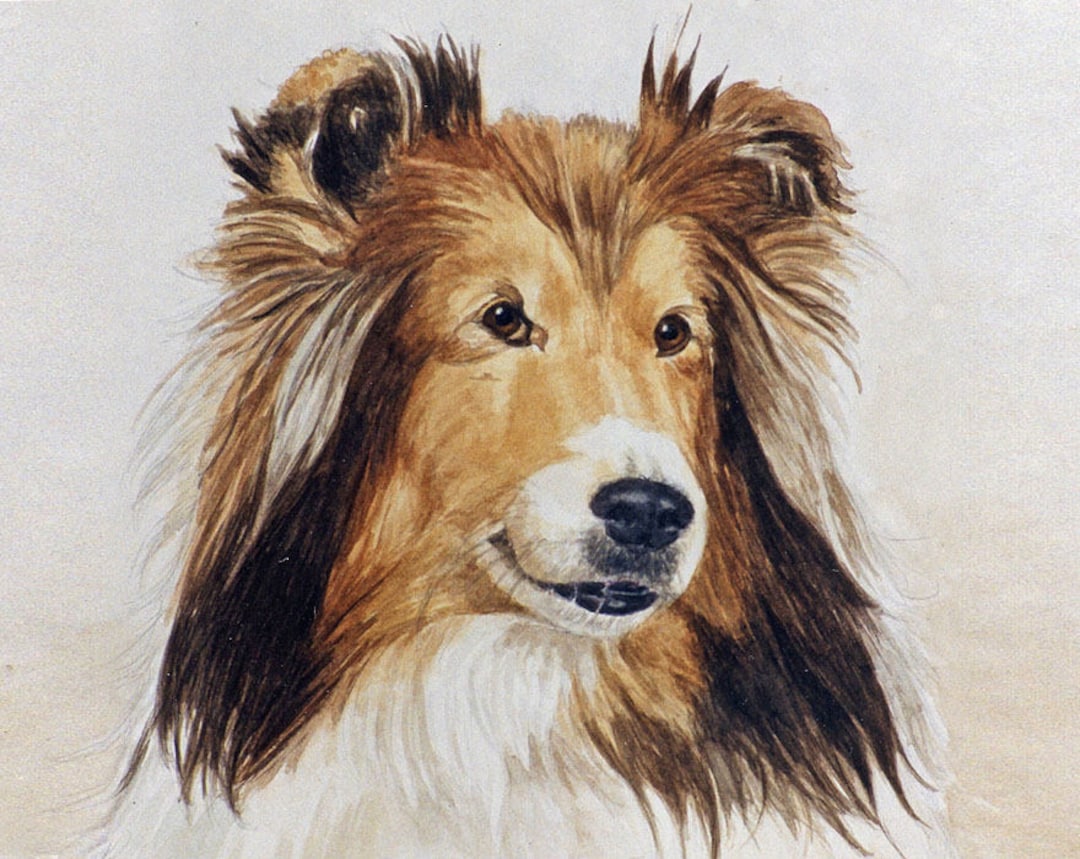 Shetland Sheepdog Art Print, Sheltie Dog Art, Sheltie Watercolor, Dog ...